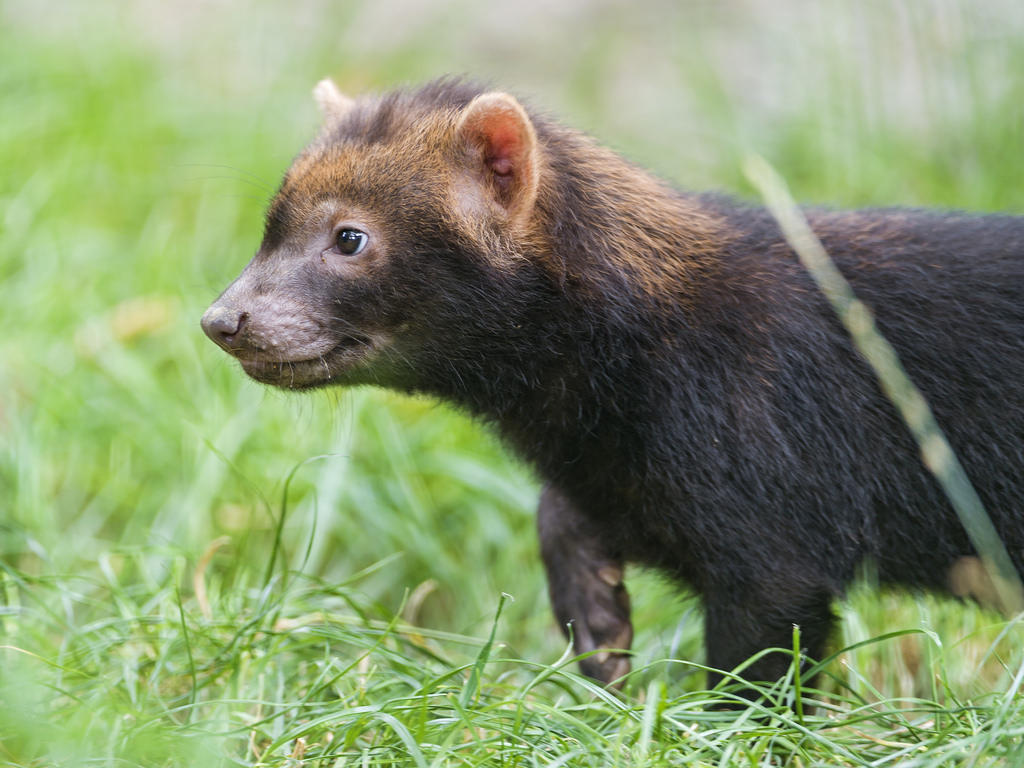 Top 10 Unique Animals of Brazil | Brol.com
