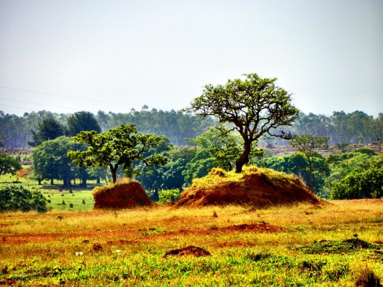 A Visit to Cerrado Brazil | Brol.com